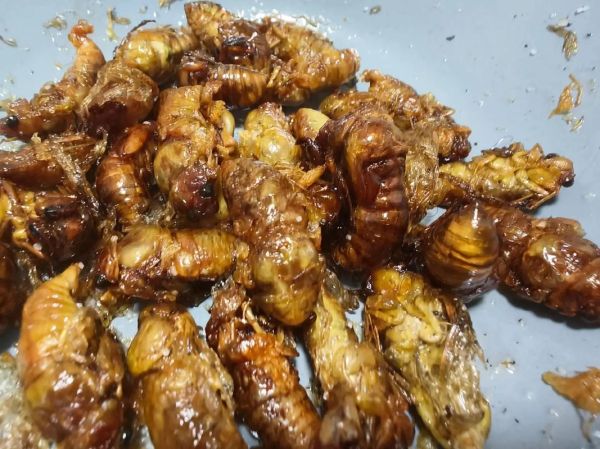 知了皮的功效与作用_知了皮怎么吃效果最好-第2张图片-山城妙识