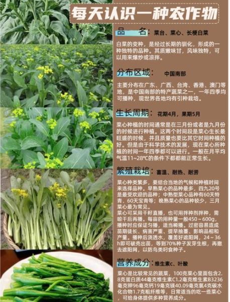 宁夏菜心和广东菜心有什么区别_哪个更好吃-第1张图片-山城妙识