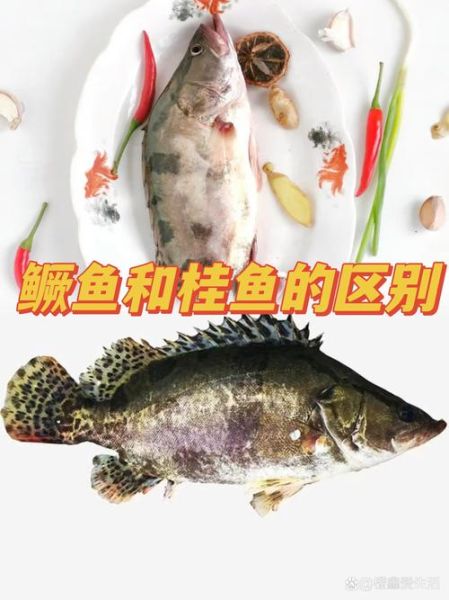 金桂鱼与桂鱼的区别_金桂鱼是桂鱼吗-第1张图片-山城妙识