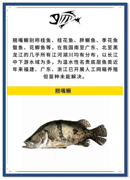 金桂鱼与桂鱼的区别_金桂鱼是桂鱼吗-第3张图片-山城妙识