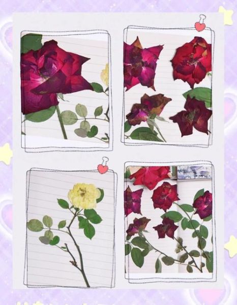 玫瑰花怎么做成干花_玫瑰花做干花最简单的方法-第3张图片-山城妙识