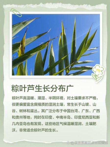 粽叶芦是什么植物_粽叶芦可以包粽子吗-第1张图片-山城妙识