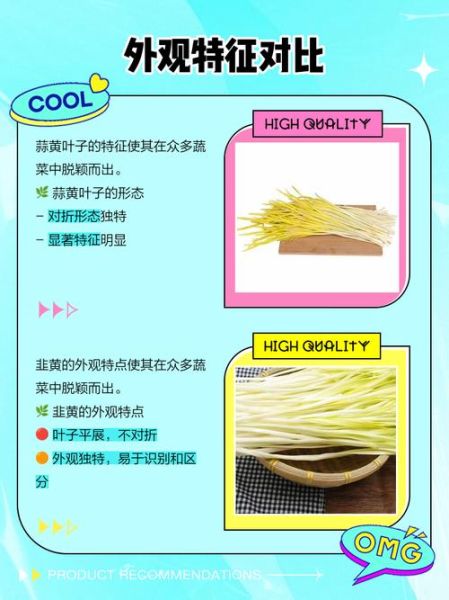 蒜黄和韭黄哪个更有营养_蒜黄和韭黄的功效区别-第1张图片-山城妙识