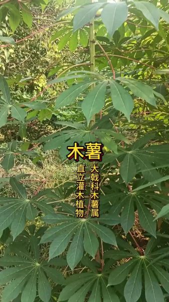 有毒木薯和无毒木薯的区别_如何辨别-第1张图片-山城妙识