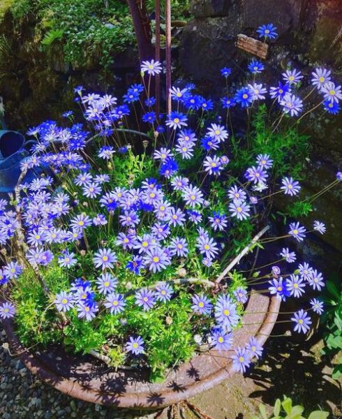 蓝色玛格丽特配方_蓝色玛格丽特度数高吗-第1张图片-山城妙识