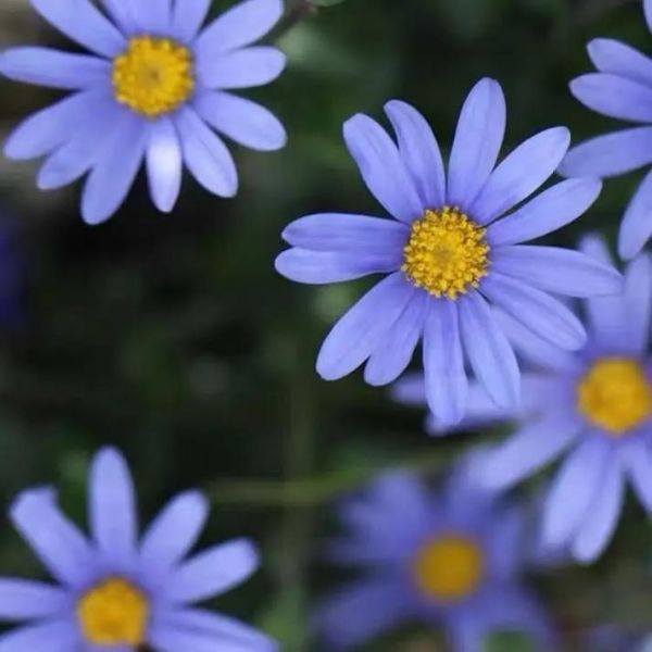 蓝色玛格丽特配方_蓝色玛格丽特度数高吗-第2张图片-山城妙识