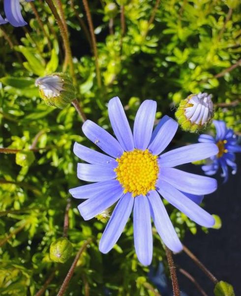 蓝色玛格丽特配方_蓝色玛格丽特度数高吗-第3张图片-山城妙识