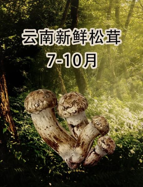 松茸怎么吃_松茸食用禁忌有哪些-第3张图片-山城妙识