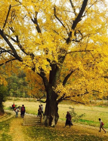 银杏之乡在哪里_银杏之乡旅游攻略-第1张图片-山城妙识