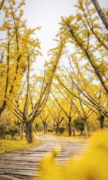 银杏之乡在哪里_银杏之乡旅游攻略-第2张图片-山城妙识