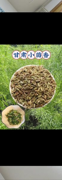 小茴香调料怎么用_小茴香适合做什么菜-第2张图片-山城妙识 小茴香调料怎么用_小茴香适合做什么菜-第2张图片-山城妙识