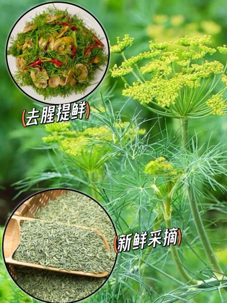 小茴香调料怎么用_小茴香适合做什么菜-第1张图片-山城妙识 小茴香调料怎么用_小茴香适合做什么菜-第1张图片-山城妙识
