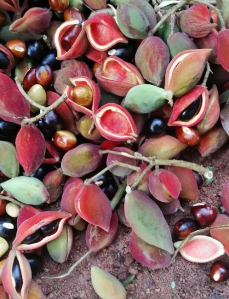 九层皮树果实能吃吗_九层皮树果实图片长什么样-第1张图片-山城妙识