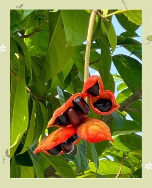 九层皮树果实能吃吗_九层皮树果实图片长什么样-第3张图片-山城妙识