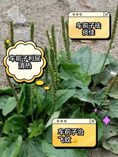车前子功效与副作用_车前子怎么吃才安全-第3张图片-山城妙识 车前子功效与副作用_车前子怎么吃才安全-第3张图片-山城妙识