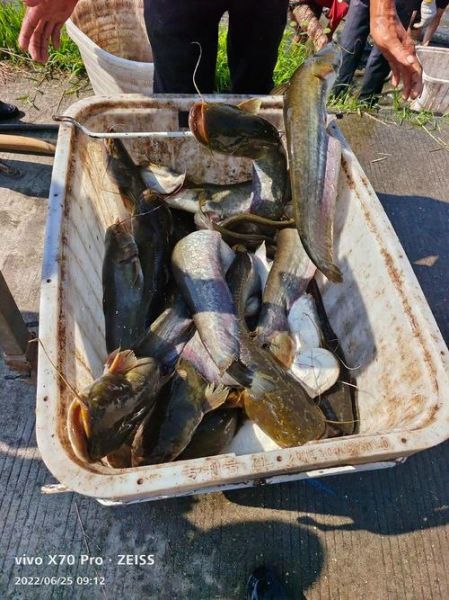 长江鲶鱼能吃吗_长江鲶鱼价格多少钱一斤-第3张图片-山城妙识 长江鲶鱼能吃吗_长江鲶鱼价格多少钱一斤-第3张图片-山城妙识