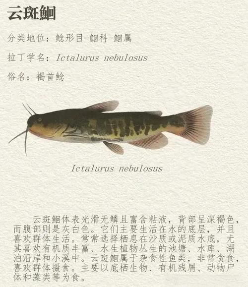 长江鲶鱼能吃吗_长江鲶鱼价格多少钱一斤-第1张图片-山城妙识 长江鲶鱼能吃吗_长江鲶鱼价格多少钱一斤-第1张图片-山城妙识