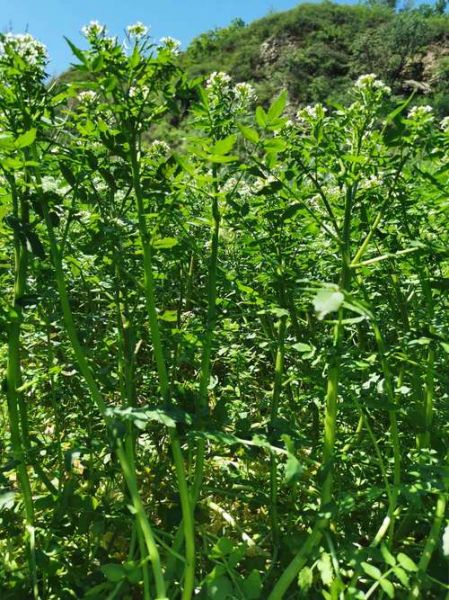 豆瓣菜图片大全_豆瓣菜长什么样-第1张图片-山城妙识 豆瓣菜图片大全_豆瓣菜长什么样-第1张图片-山城妙识