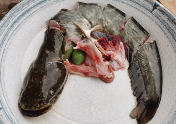 长江鲶鱼能吃吗_长江鲶鱼价格多少钱一斤-第2张图片-山城妙识 长江鲶鱼能吃吗_长江鲶鱼价格多少钱一斤-第2张图片-山城妙识