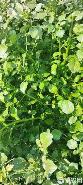 豆瓣菜图片大全_豆瓣菜长什么样-第3张图片-山城妙识 豆瓣菜图片大全_豆瓣菜长什么样-第3张图片-山城妙识