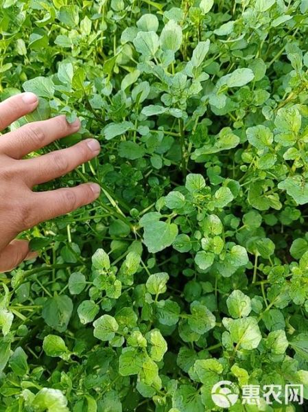 豆瓣菜图片大全_豆瓣菜长什么样-第2张图片-山城妙识 豆瓣菜图片大全_豆瓣菜长什么样-第2张图片-山城妙识