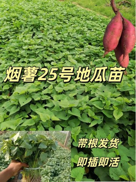 地瓜人是什么_地瓜人怎么来的-第3张图片-山城妙识