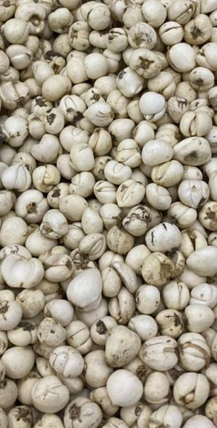 川贝价格多少一克_川贝为什么这么贵-第3张图片-山城妙识 川贝价格多少一克_川贝为什么这么贵-第3张图片-山城妙识