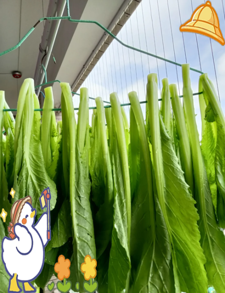 芥菜梗怎么腌制才脆_芥菜梗腌制多久可以吃-第1张图片-山城妙识