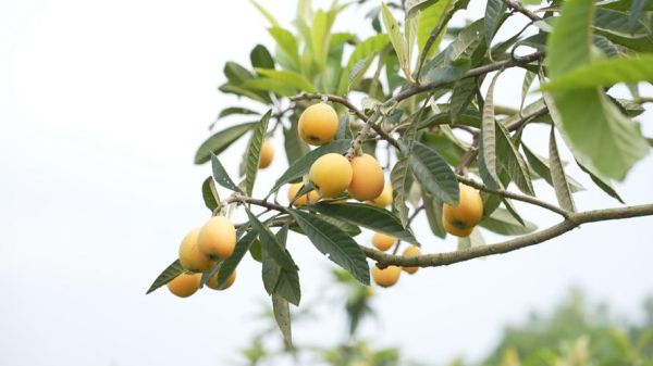 枇杷果长什么样子_枇杷果外形特征-第2张图片-山城妙识