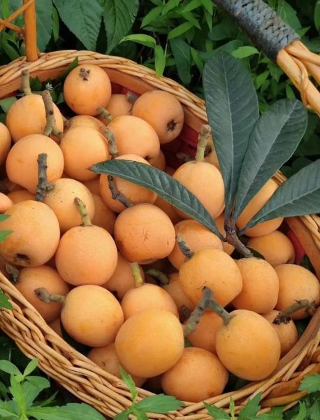 枇杷果长什么样子_枇杷果外形特征-第1张图片-山城妙识