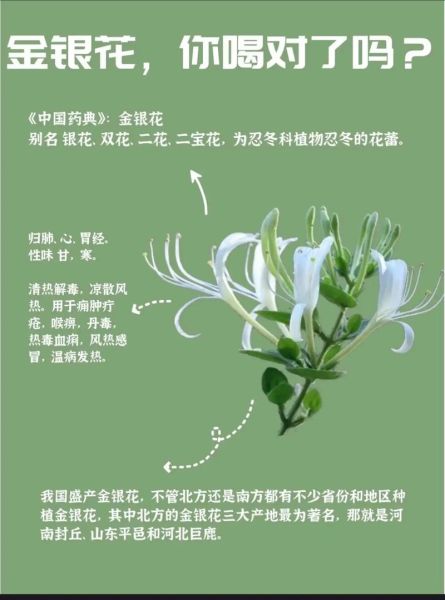 金银花有什么副作用_金银花泡水喝的禁忌-第1张图片-山城妙识 金银花有什么副作用_金银花泡水喝的禁忌-第1张图片-山城妙识