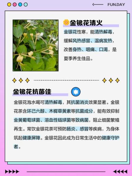 金银花有什么副作用_金银花泡水喝的禁忌-第2张图片-山城妙识 金银花有什么副作用_金银花泡水喝的禁忌-第2张图片-山城妙识