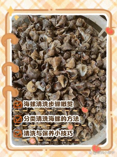 海螺怎么清洗干净_海螺煮多久才熟-第1张图片-山城妙识