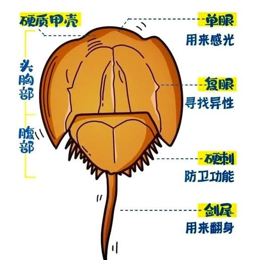 鲎怎么读拼音_鲎是什么动物-第1张图片-山城妙识 鲎怎么读拼音_鲎是什么动物-第1张图片-山城妙识