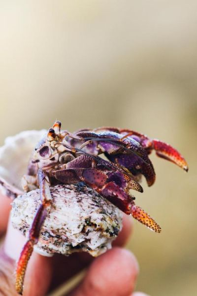 鲎怎么读拼音_鲎是什么动物-第3张图片-山城妙识 鲎怎么读拼音_鲎是什么动物-第3张图片-山城妙识