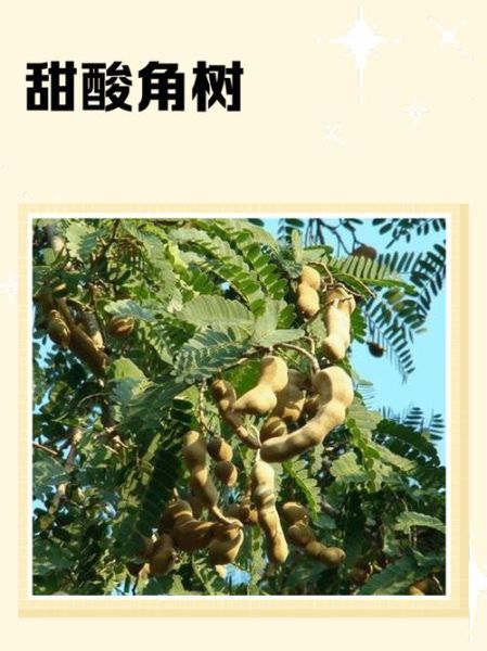 甜角树图片_甜角树长什么样-第1张图片-山城妙识 甜角树图片_甜角树长什么样-第1张图片-山城妙识