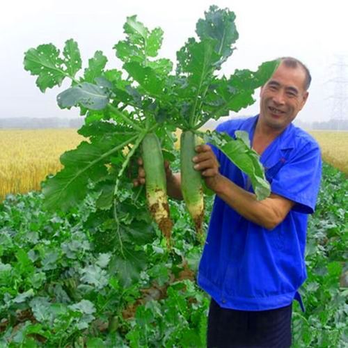 沙窝萝卜怎么挑选_沙窝萝卜价格多少钱一斤-第1张图片-山城妙识