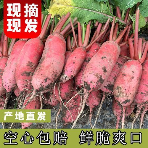 红皮白心萝卜怎么种_红皮白心萝卜的功效与作用-第3张图片-山城妙识 红皮白心萝卜怎么种_红皮白心萝卜的功效与作用-第3张图片-山城妙识