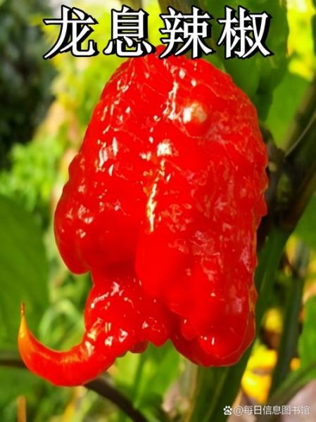 世界上最辣的辣椒是什么_辣度单位史高维尔有多高-第1张图片-山城妙识
