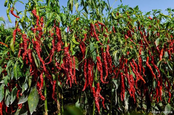 世界上最辣的辣椒是什么_辣度单位史高维尔有多高-第2张图片-山城妙识