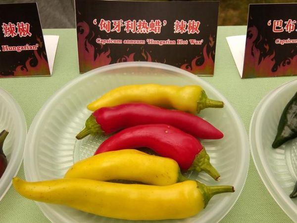 世界上最辣的辣椒是什么_辣度单位史高维尔有多高-第3张图片-山城妙识
