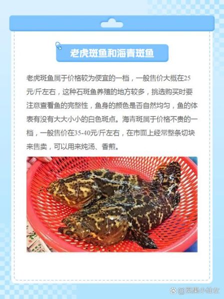 十大名贵石斑鱼有哪些_价格为什么那么高-第1张图片-山城妙识 十大名贵石斑鱼有哪些_价格为什么那么高-第1张图片-山城妙识