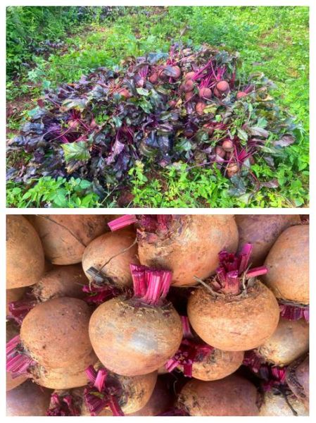 农村说的甜菜是什么菜_甜菜根和糖萝卜的区别-第3张图片-山城妙识
