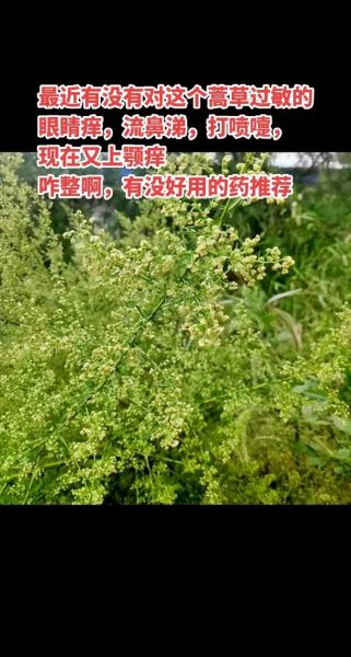 蒿草过敏几月份最严重_如何提前预防-第3张图片-山城妙识