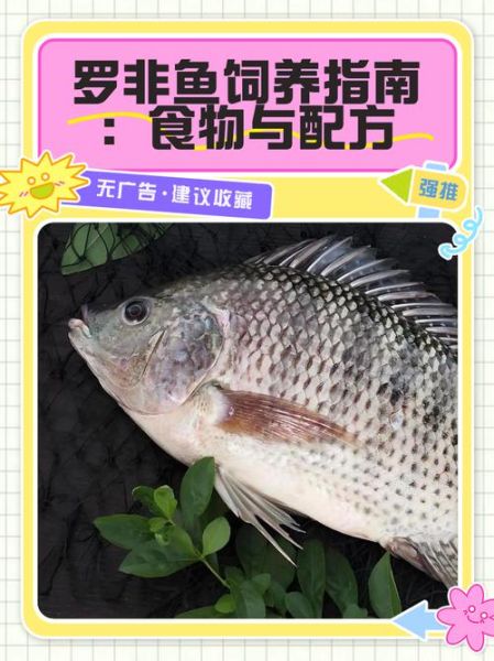 罗非鱼养殖技术_罗非鱼饲养管理-第1张图片-山城妙识 罗非鱼养殖技术_罗非鱼饲养管理-第1张图片-山城妙识