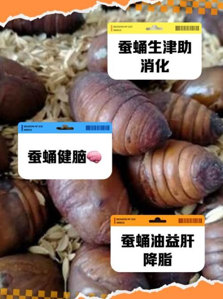 蚕蛹的营养价值有多高_蚕蛹蛋白质含量多少-第2张图片-山城妙识