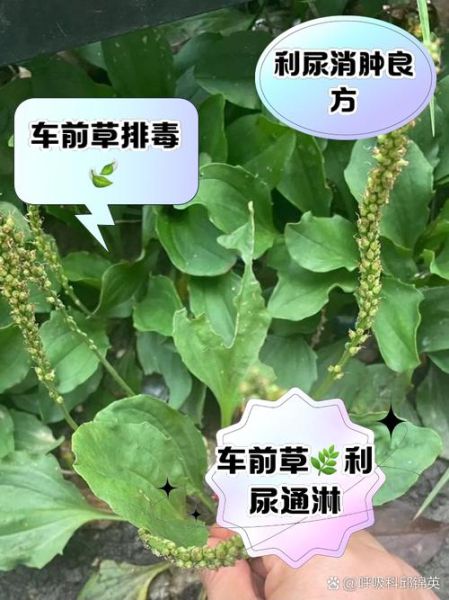 车前草什么人不能吃_车前草禁忌人群有哪些-第3张图片-山城妙识