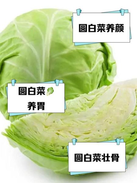 圆白菜热量高吗_圆白菜能减肥吗-第2张图片-山城妙识