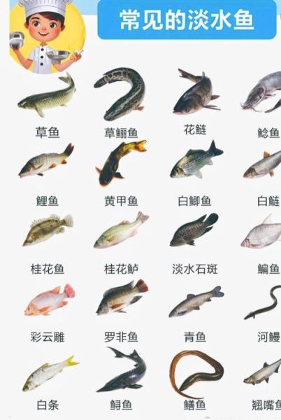 鱼图片真实_如何辨别高清实拍-第3张图片-山城妙识