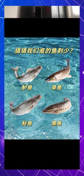 鱼图片真实_如何辨别高清实拍-第1张图片-山城妙识